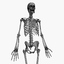 human skeleton 3d model