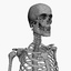 human skeleton 3d model