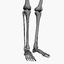 human skeleton 3d model