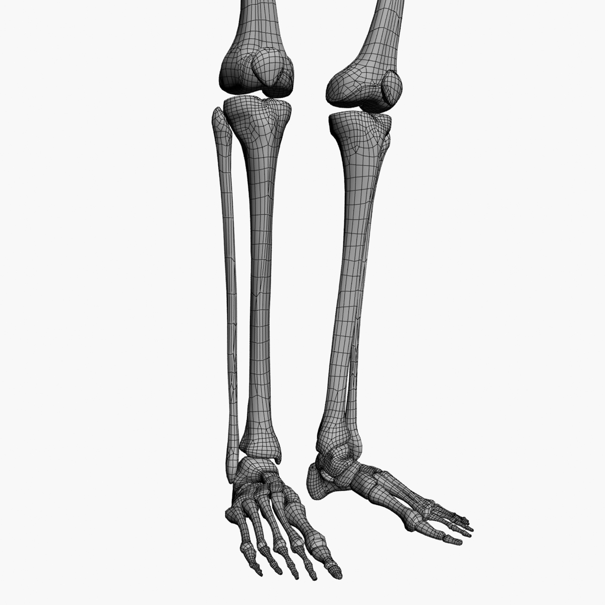 human skeleton 3d model