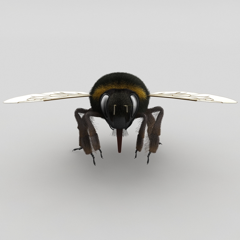3d bumble bee fur model