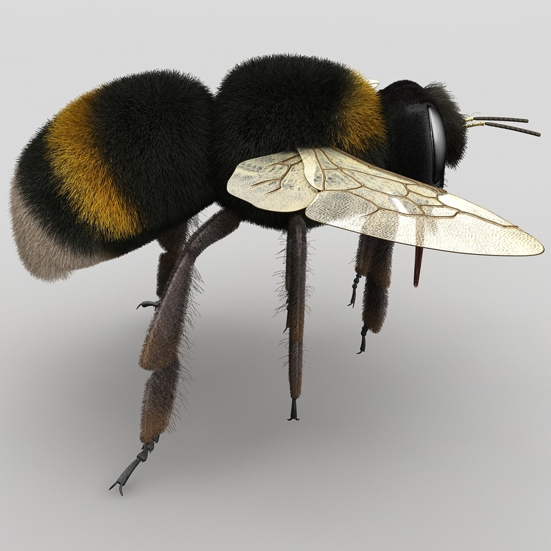 3d bumble bee fur model