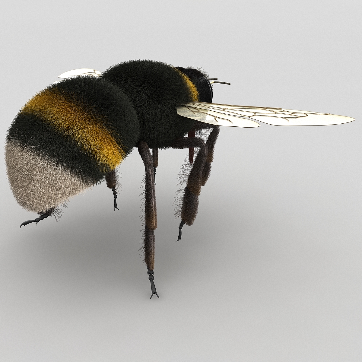 3d bumble bee fur model