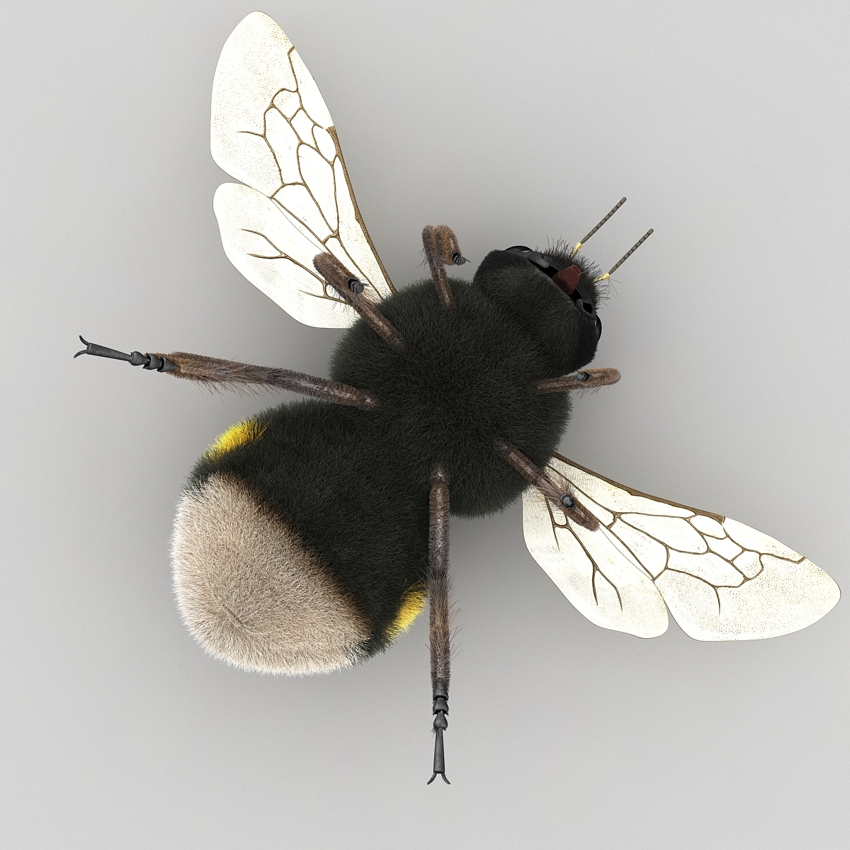 3d bumble bee fur model