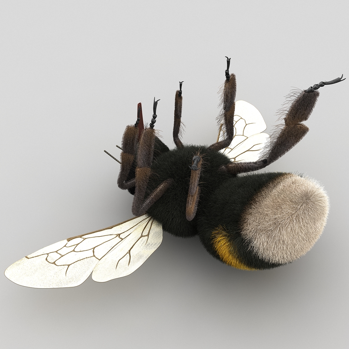3d bumble bee fur model
