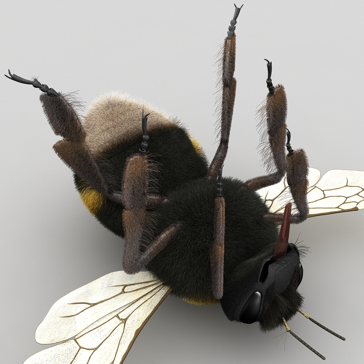 3d bumble bee fur model