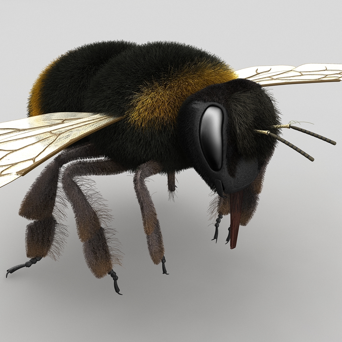 3d bumble bee fur model