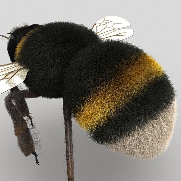 3d bumble bee fur model