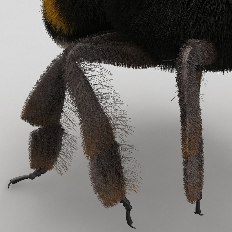 3d bumble bee fur model