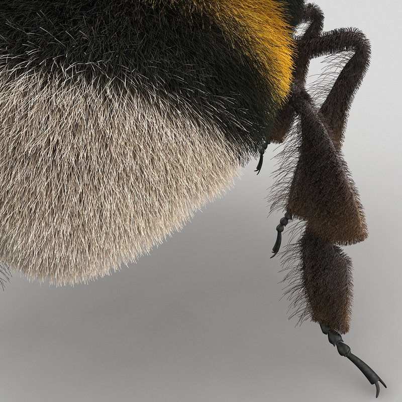 3d bumble bee fur model