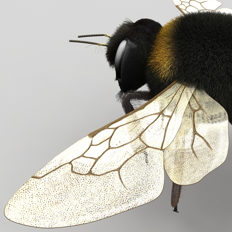 3d bumble bee fur model