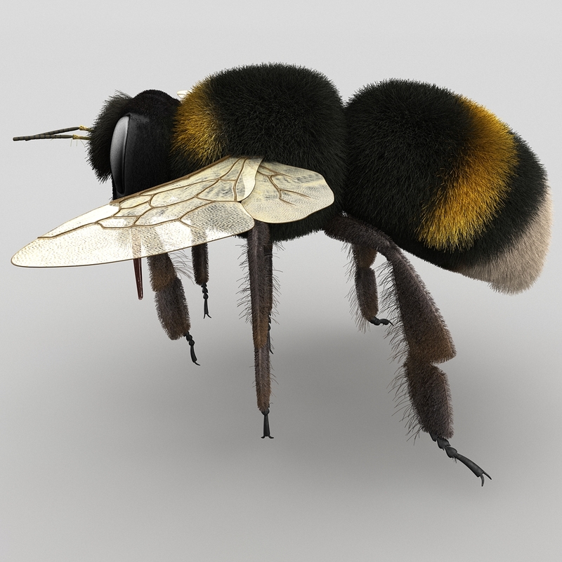 3d bumble bee fur model