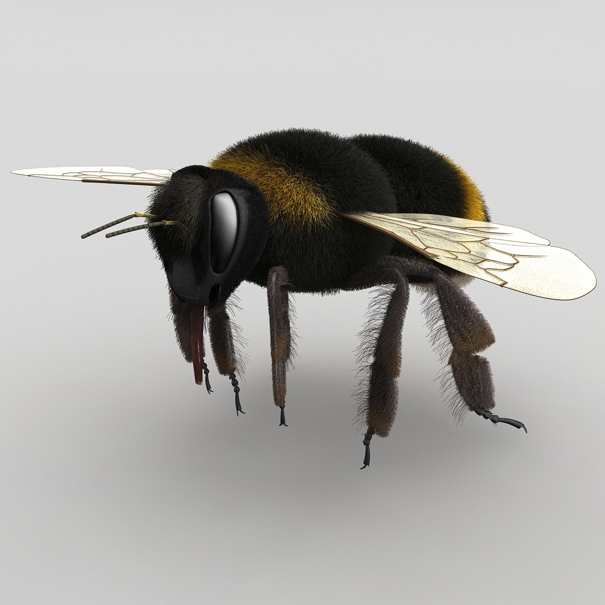 3d bumble bee fur model