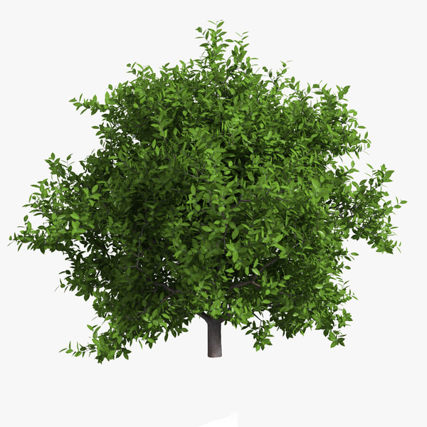 3dsmax fruit tree 2