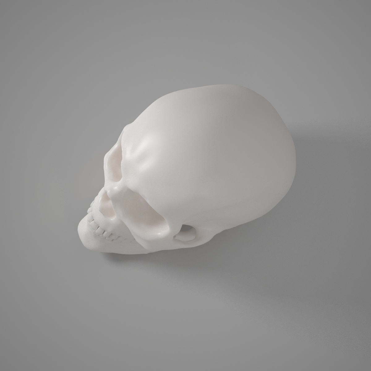3d skull model