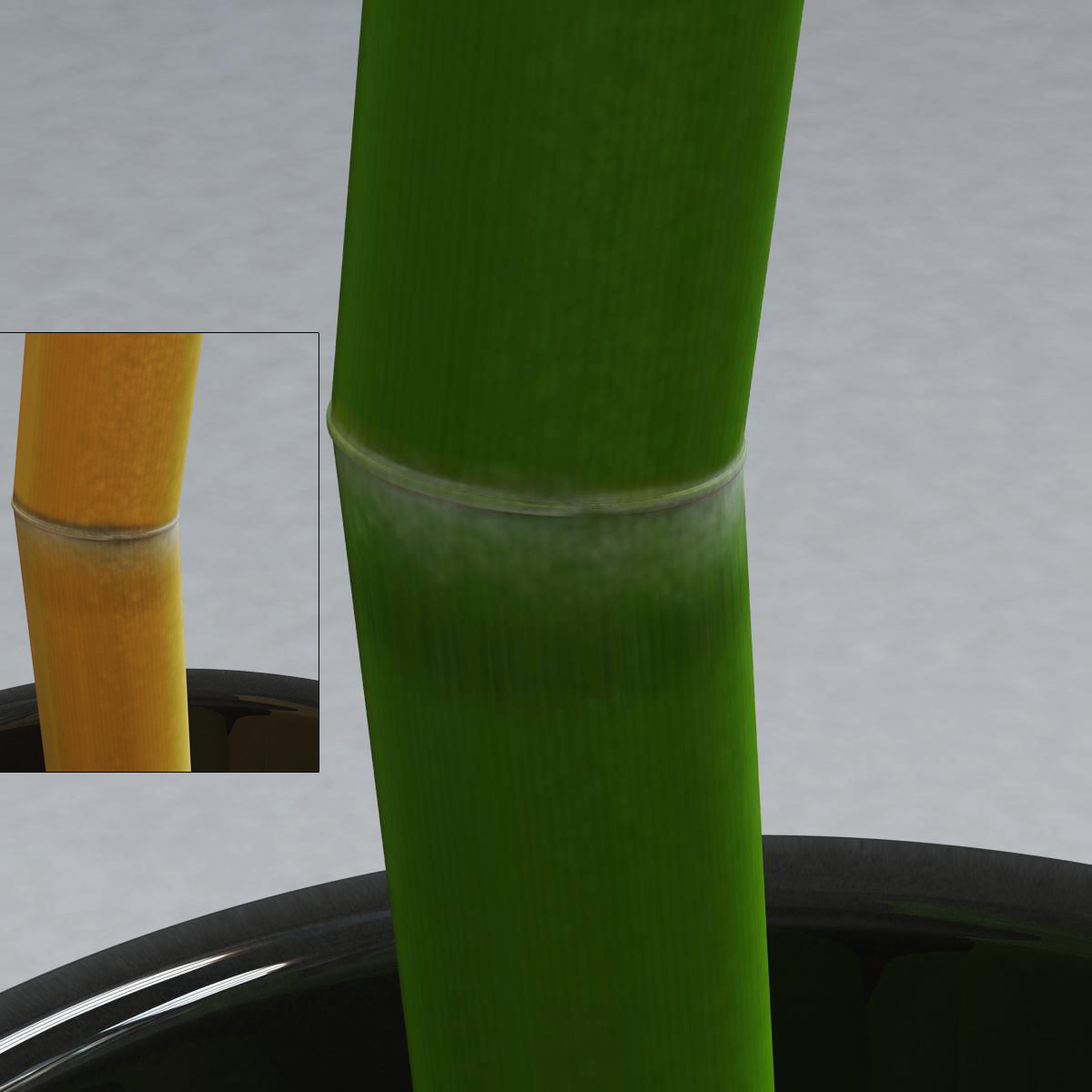 bamboo 3d max