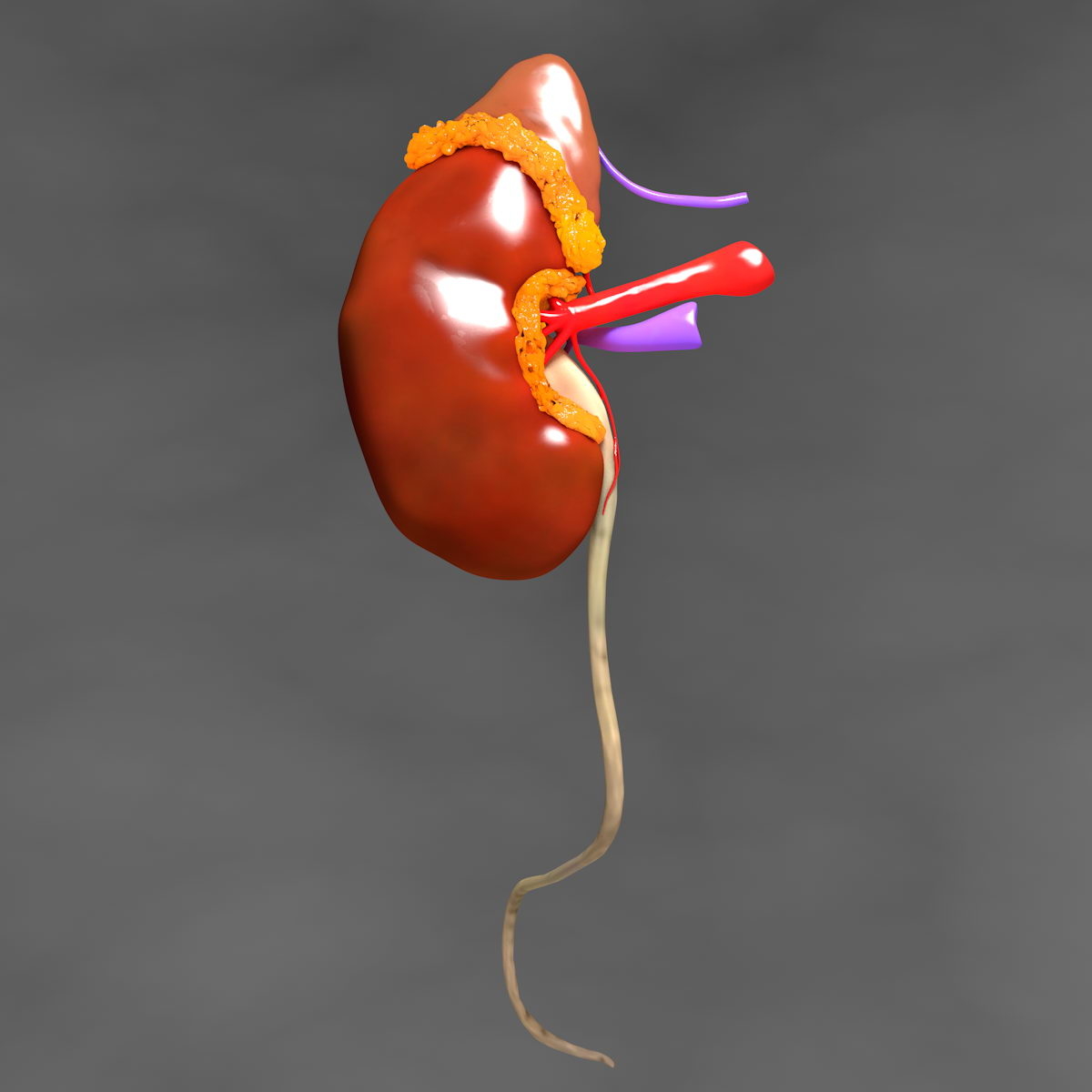 3d human kidney model