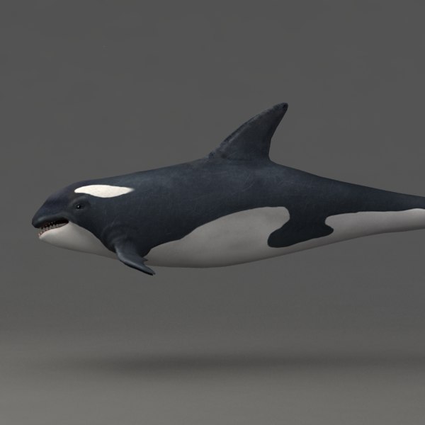 3d rigged orca model