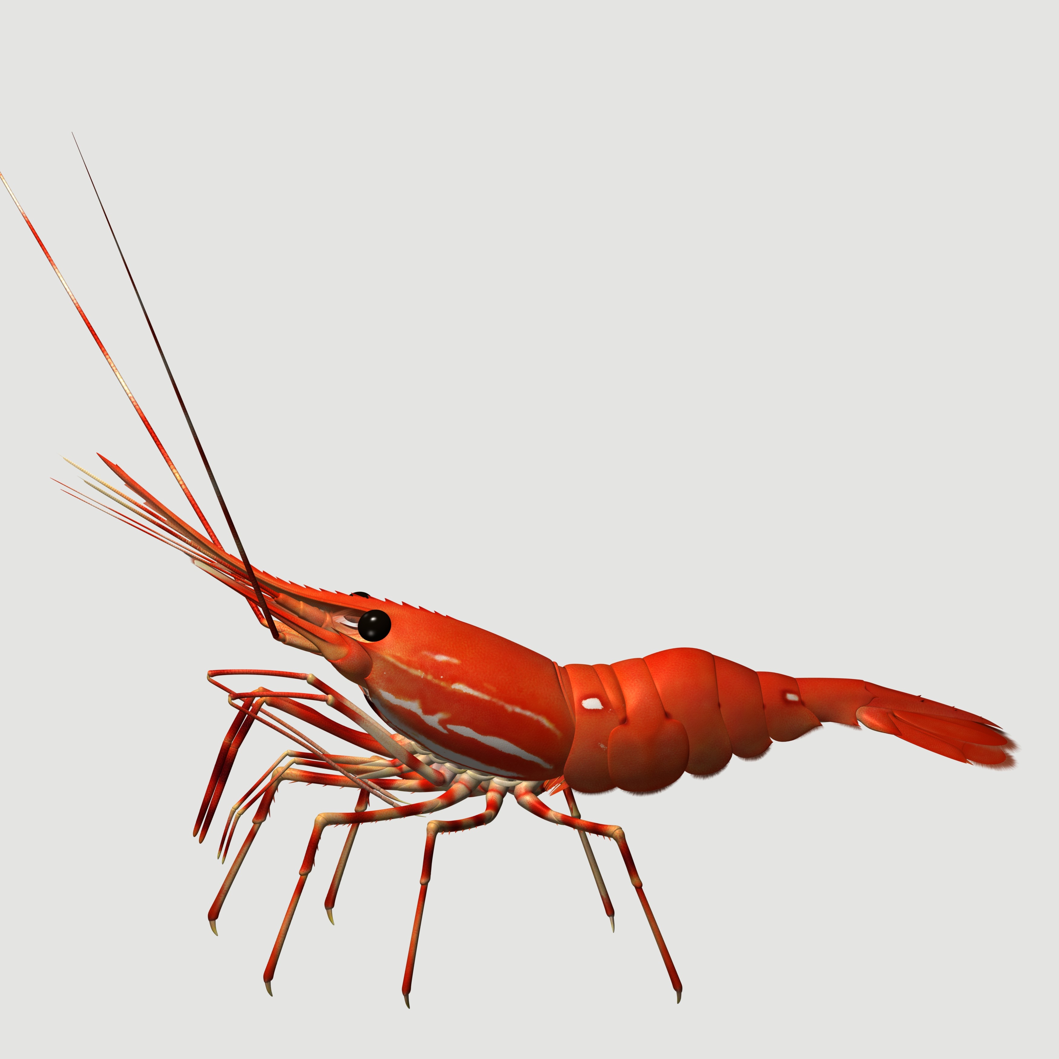 3d red spot prawn