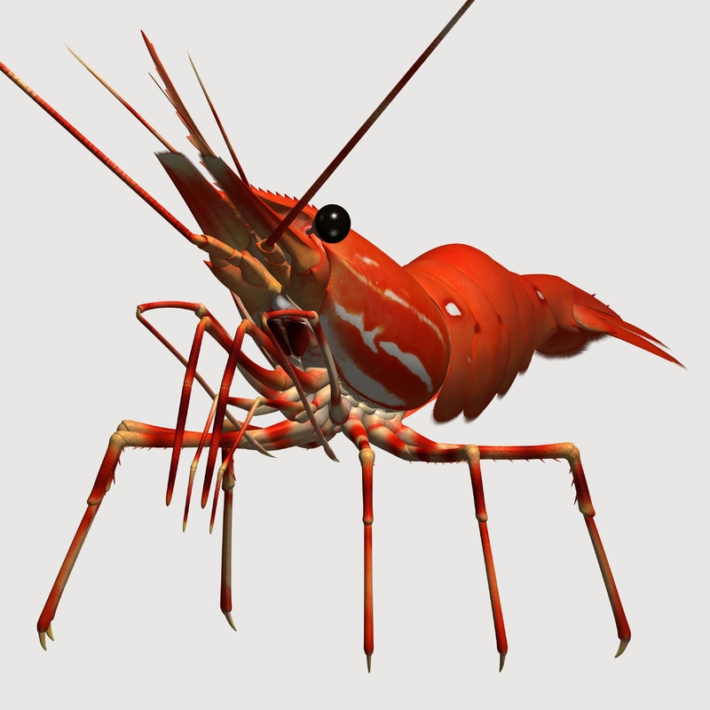 3d red spot prawn