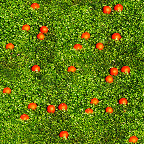 Texture JPEG grass orange oranges