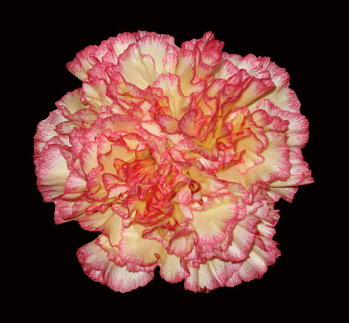 Texture JPEG flower carnation blossom