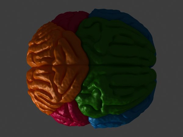 human brain max