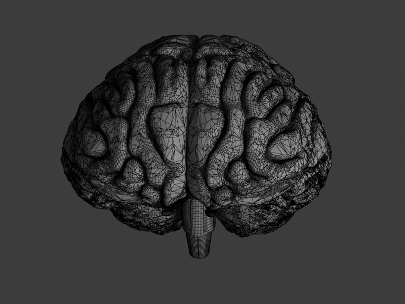 human brain max