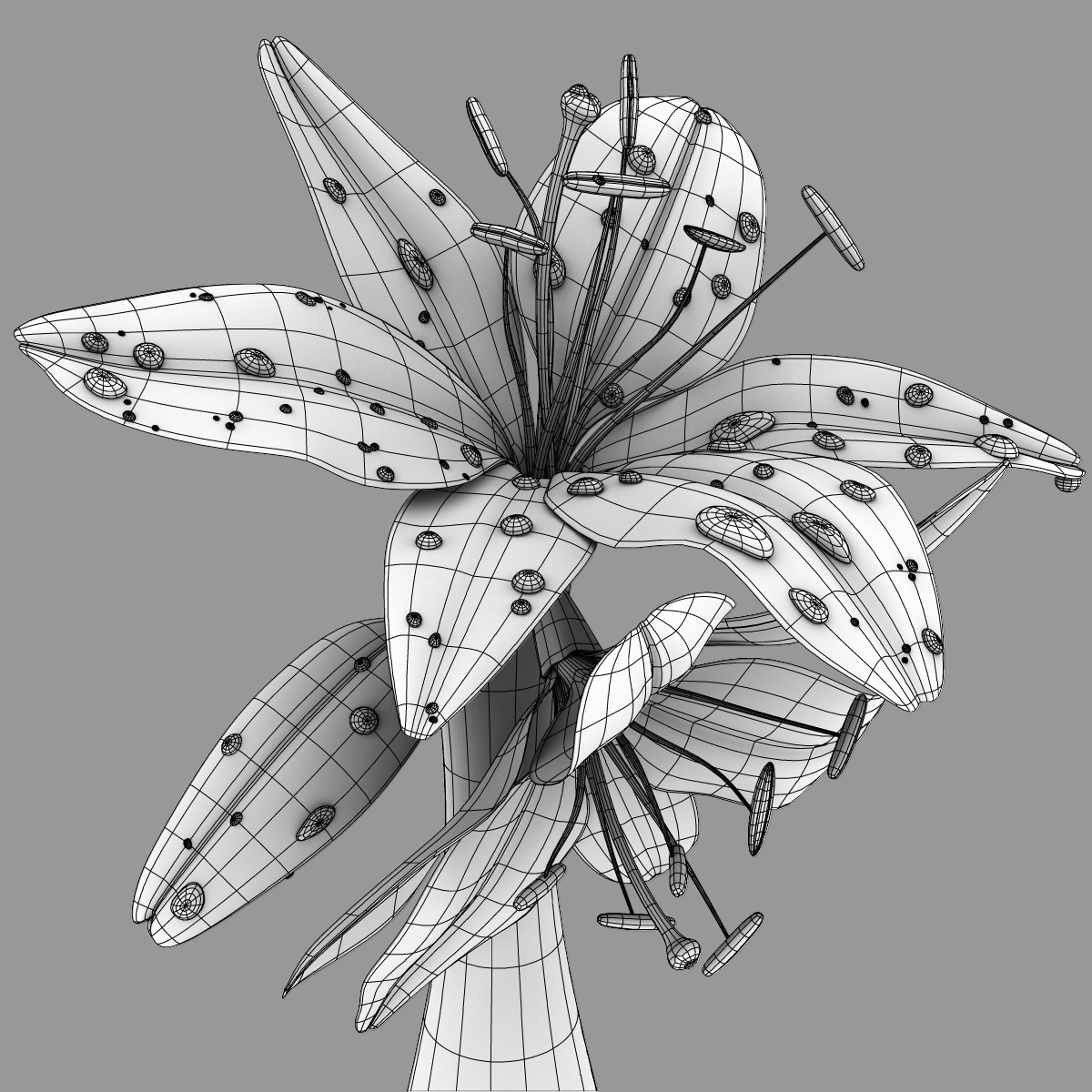 3d lily flower model