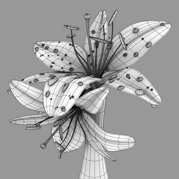 3d lily flower model