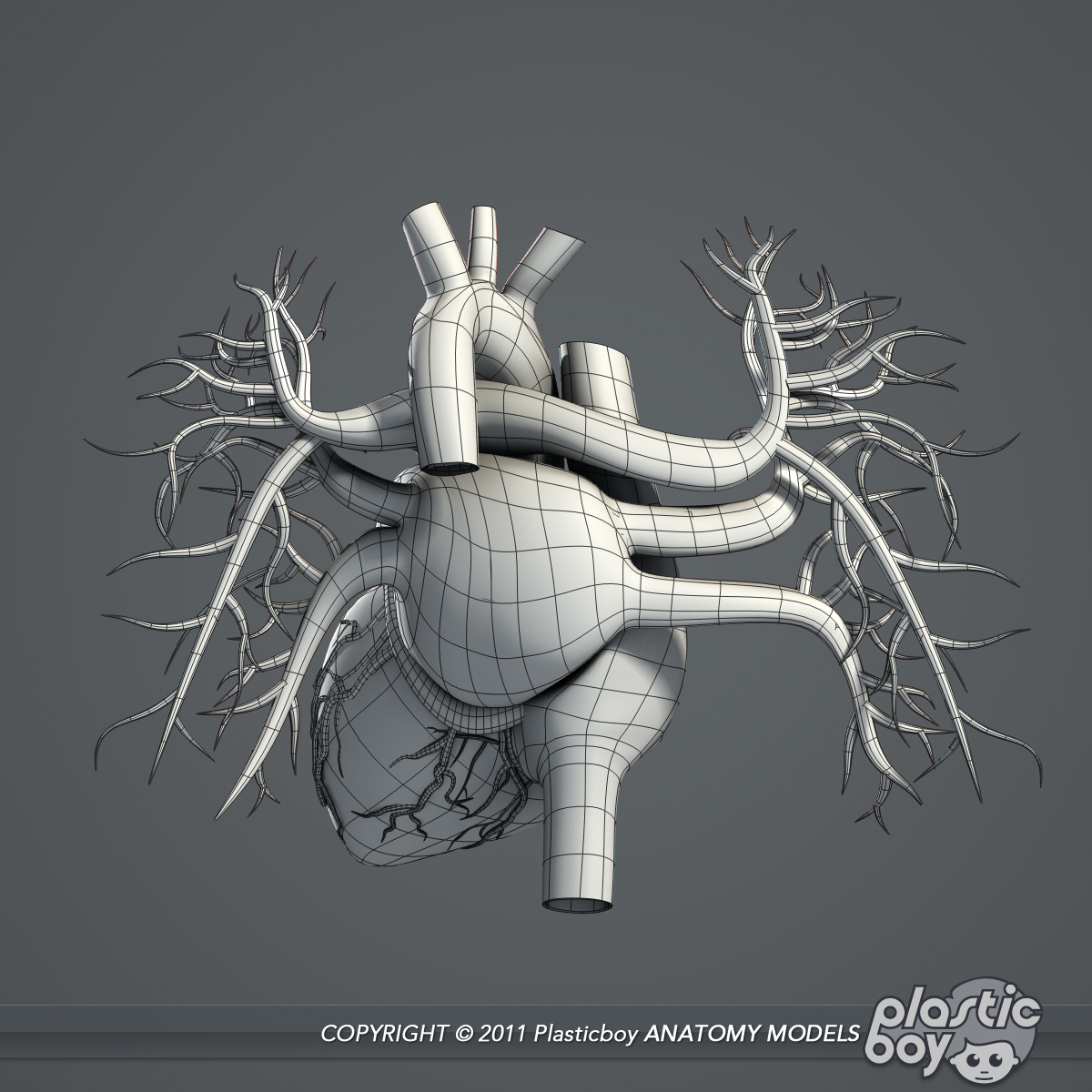 MAYA RIGGED Anatomia mężczyzn i kobiet Kompletny z Model 3D ...