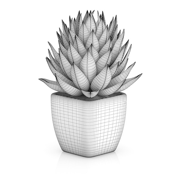 small plant white pot 3d model