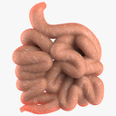 intestines 3D Models | TurboSquid.com