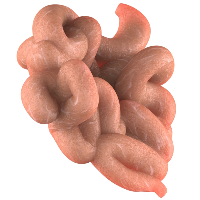 3d model large intestine