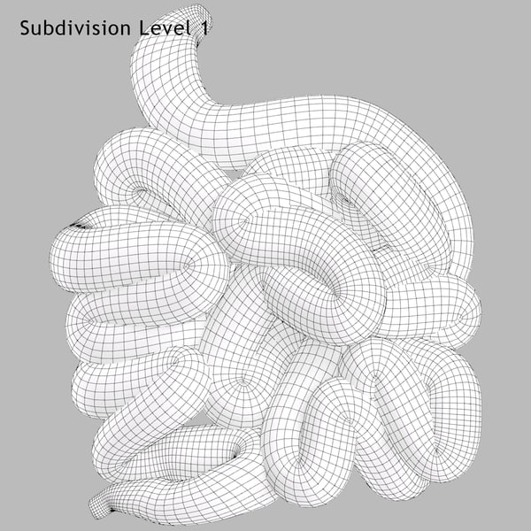 3d model large intestine