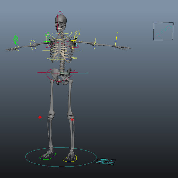 3d model rigged male body muscular