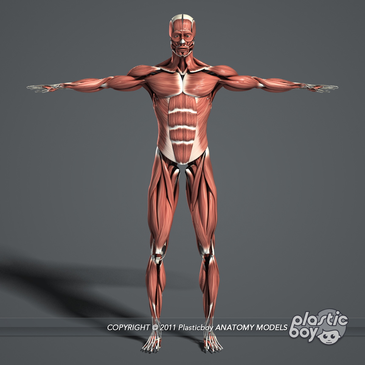 3d model rigged male body muscular