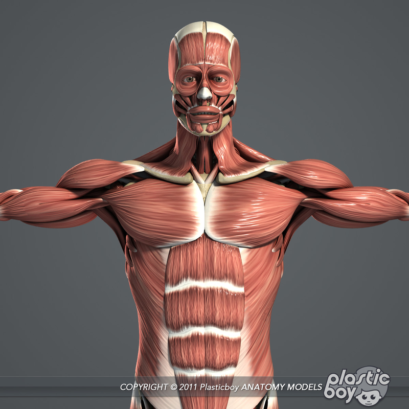3d model rigged male body muscular