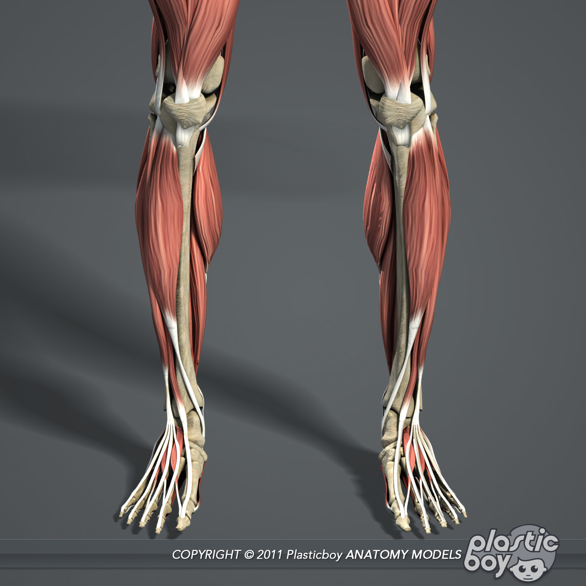 3d model rigged male body muscular