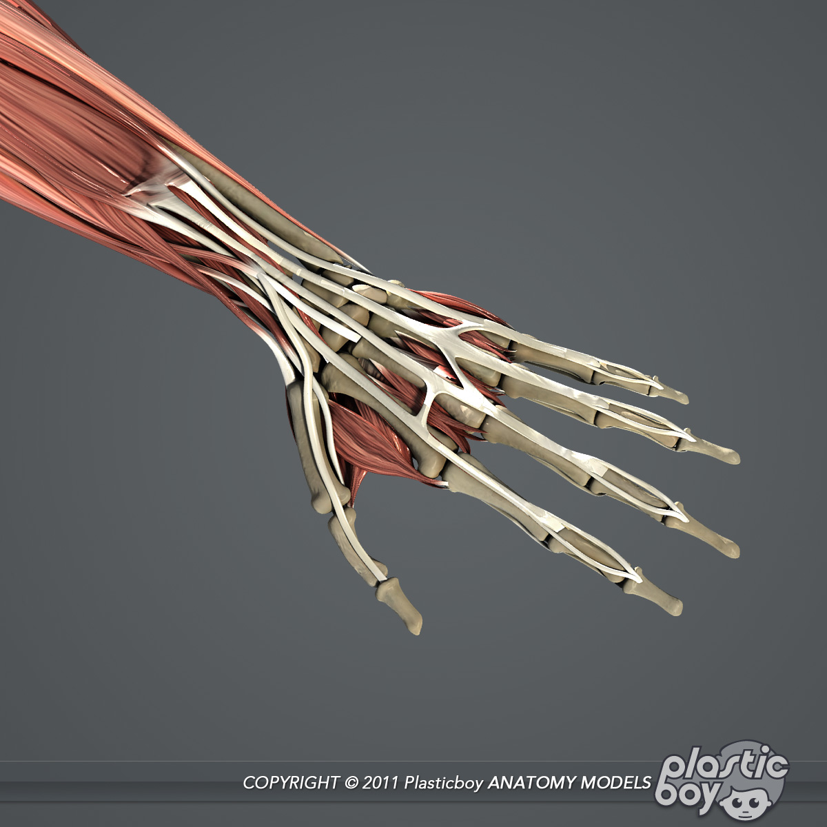 3d model rigged male body muscular