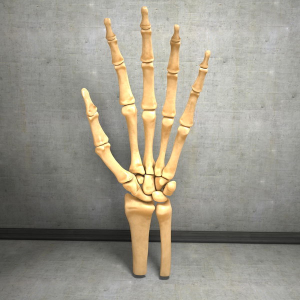 human hand muscles c4d