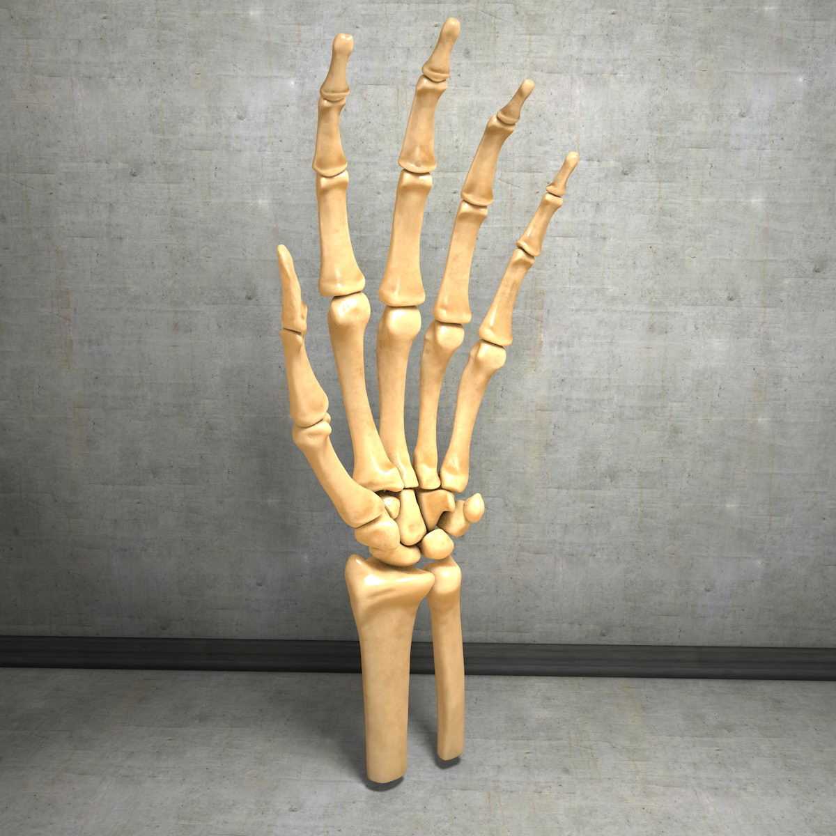 human hand muscles c4d