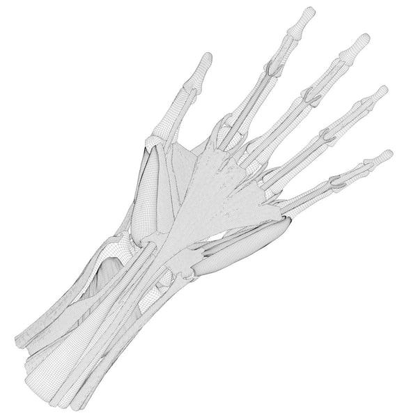 human hand muscles c4d