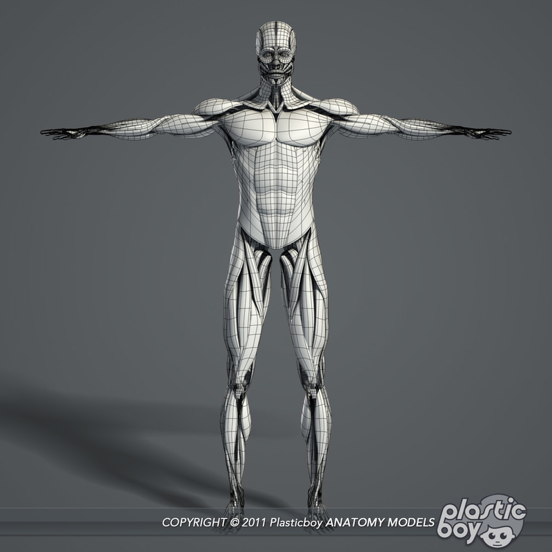 maya rigged male muscular anatomy