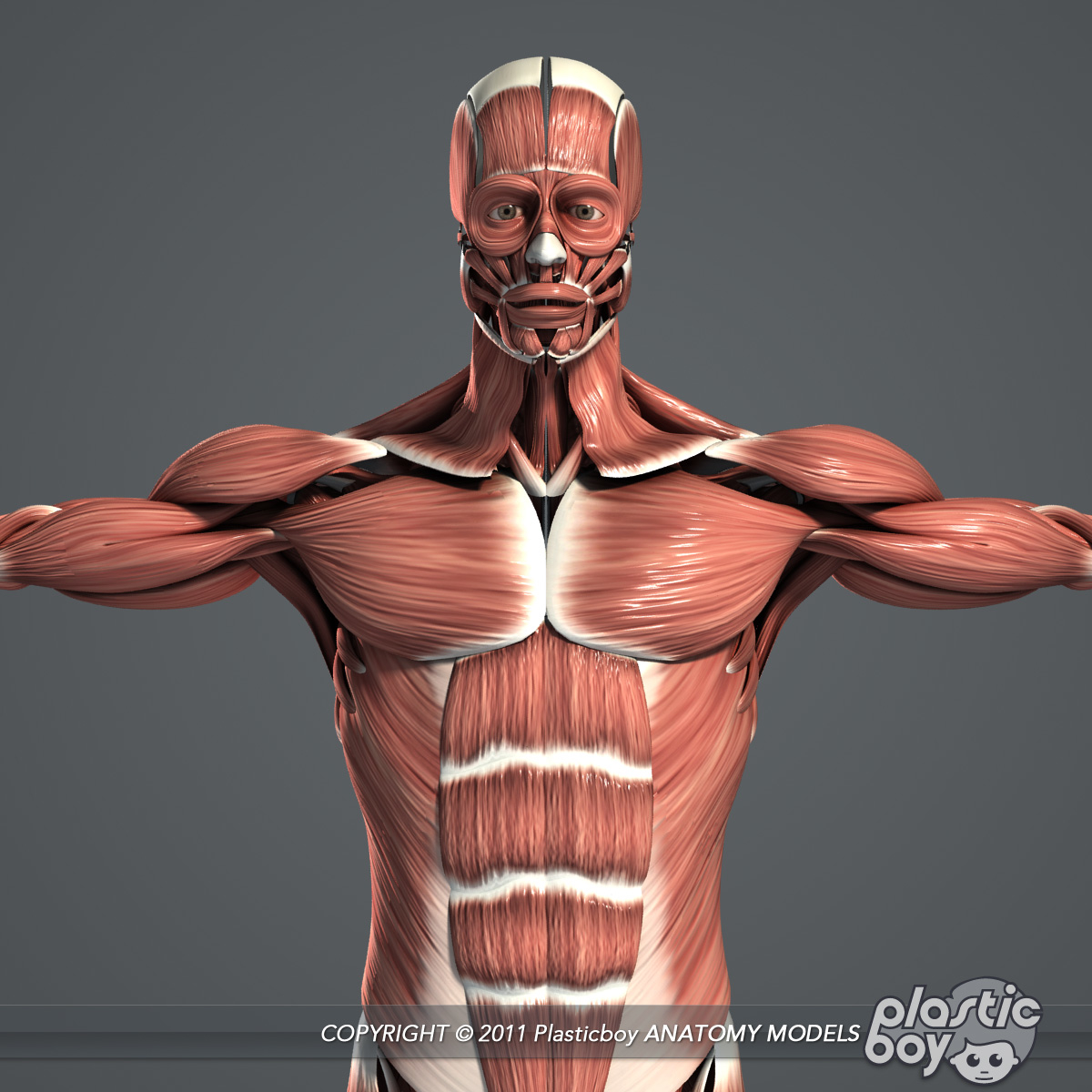 maya rigged male muscular anatomy
