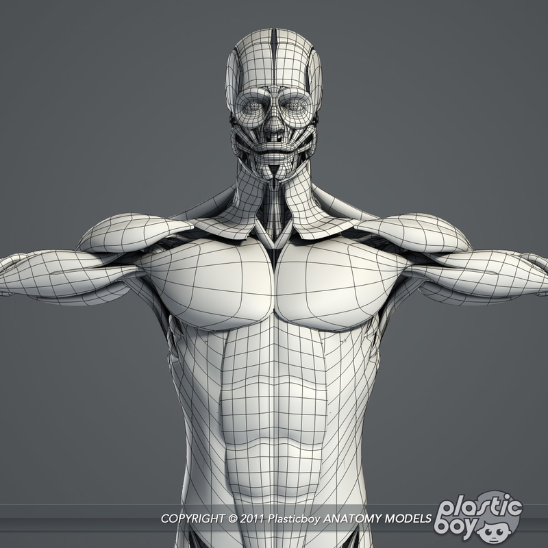 maya rigged male muscular anatomy