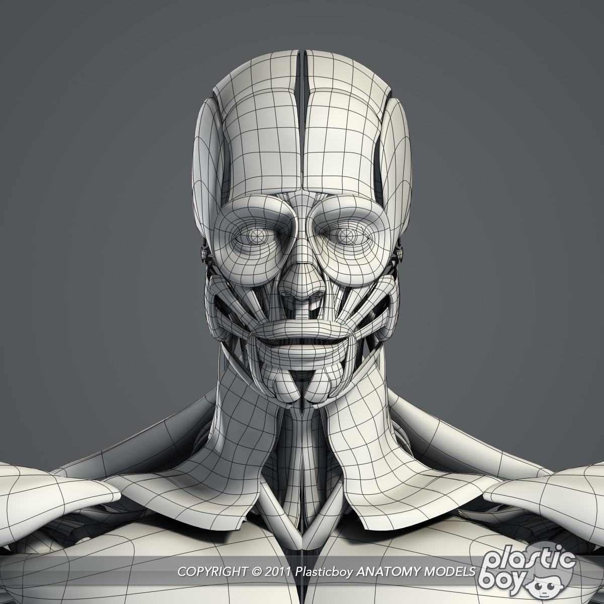 maya rigged male muscular anatomy