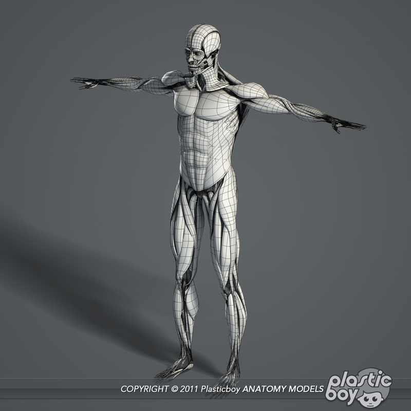 maya rigged male muscular anatomy