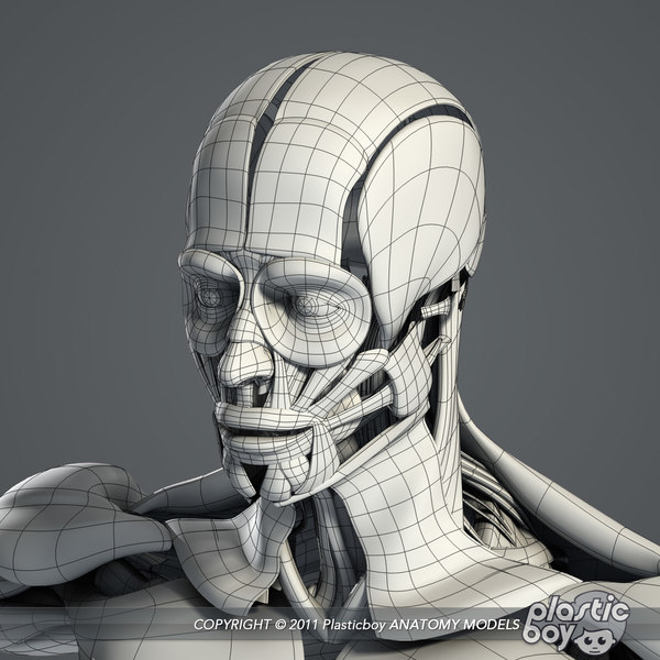 maya rigged male muscular anatomy
