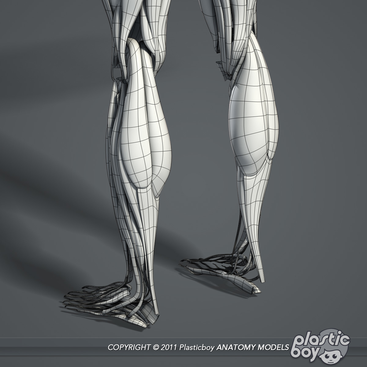 maya rigged male muscular anatomy